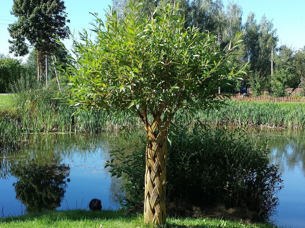 Pletená vŕba americká| 100-120 cm| zahradnici.sk